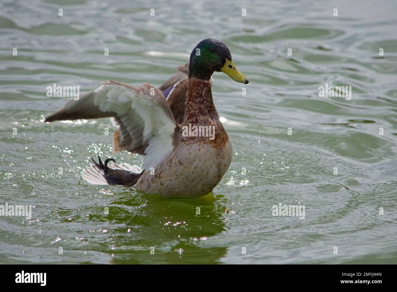 Male Mallard duck stretching his wings on the pond and creating a ...