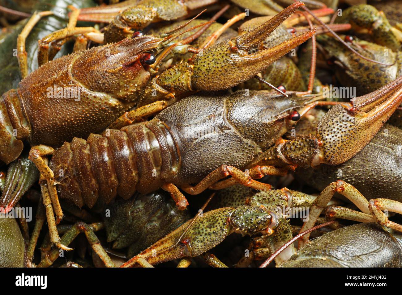 Fresh raw crayfishes as background, closeup. Healthy seafood Stock ...