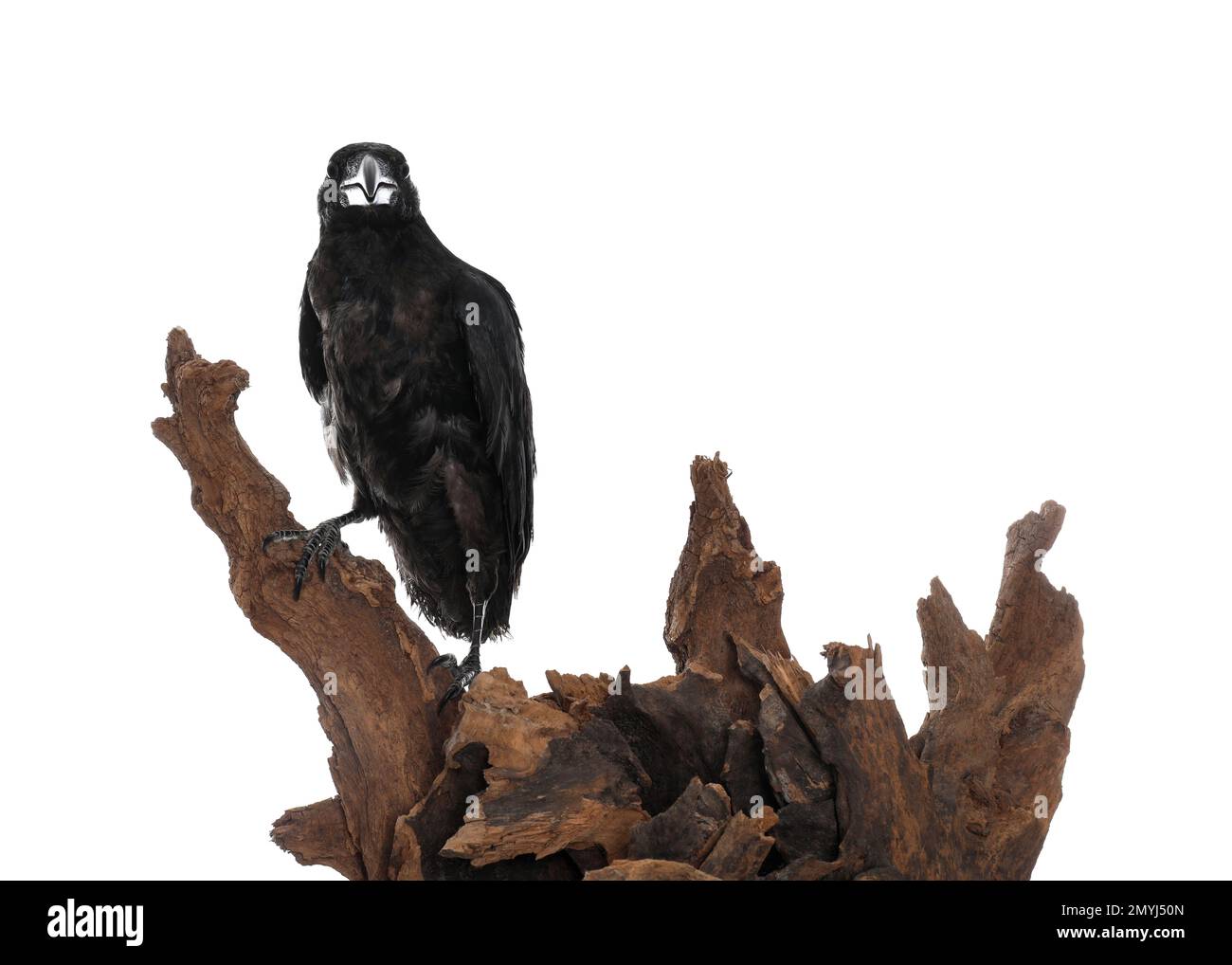 Beautiful common raven perched on wood against white background Stock ...