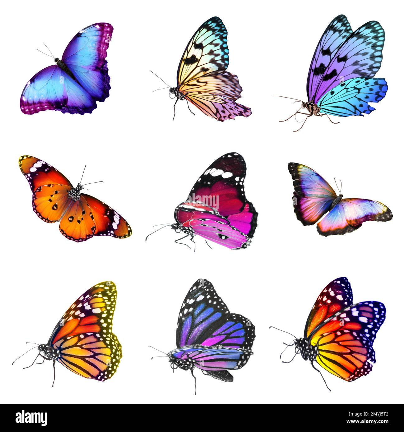 Collection of amazing bright butterflies isolated on white Stock Photo ...