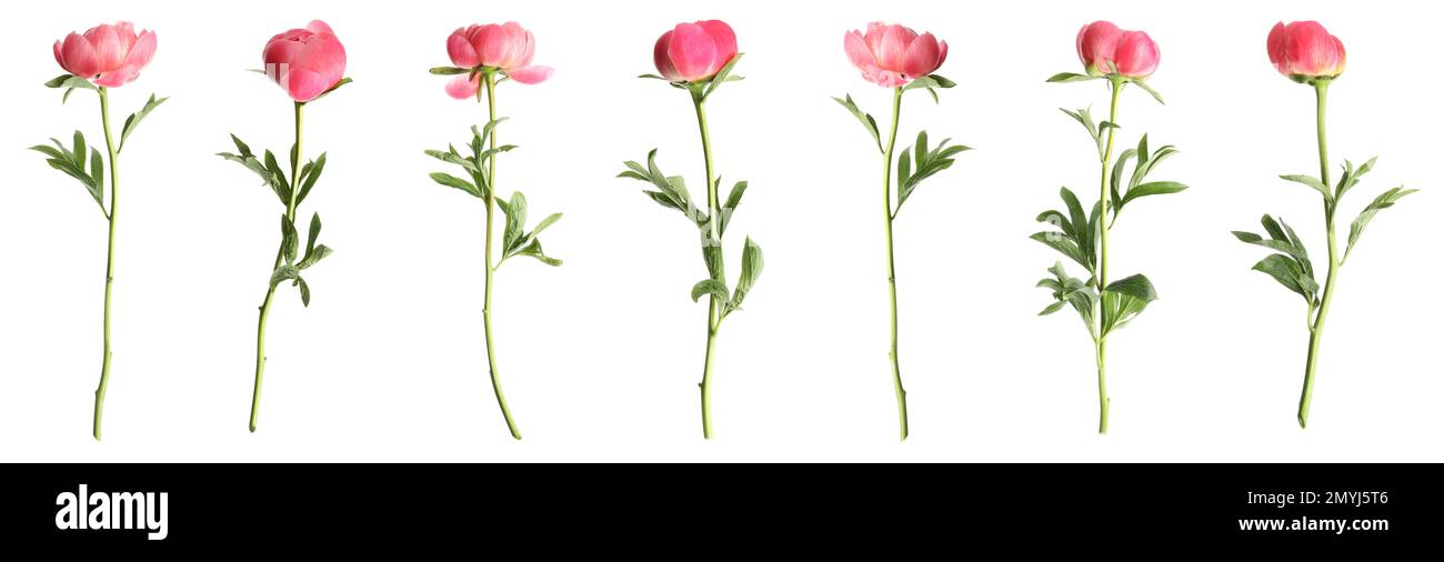 Set of beautiful coral peony flowers on white background. Banner design ...