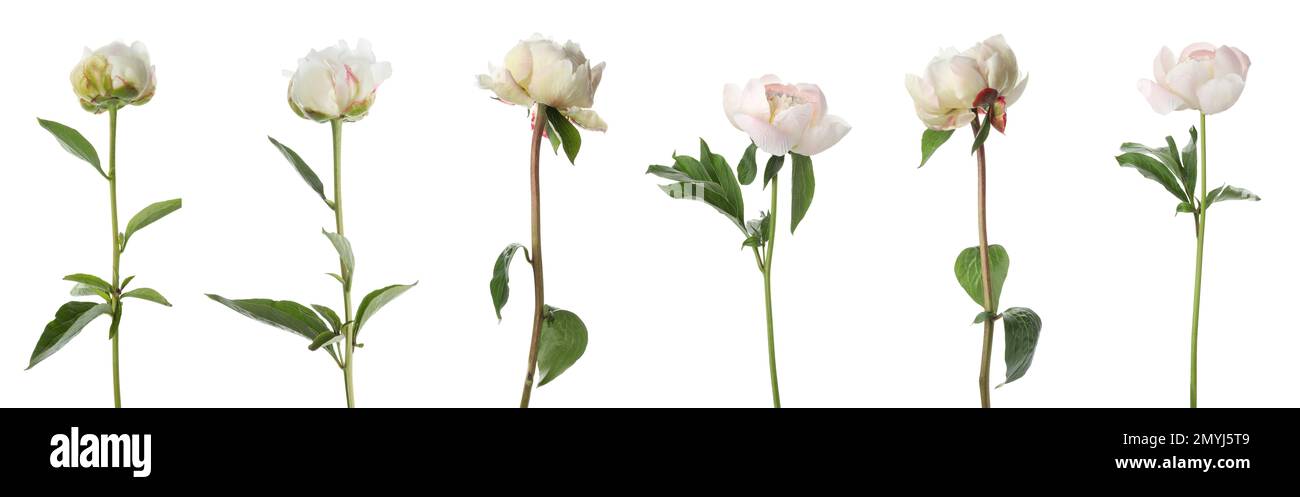 Set of beautiful peony flowers on white background. Banner design Stock ...