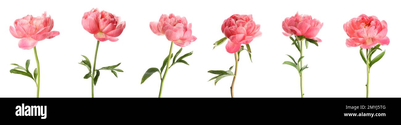 Set of beautiful coral peony flowers on white background. Banner design ...