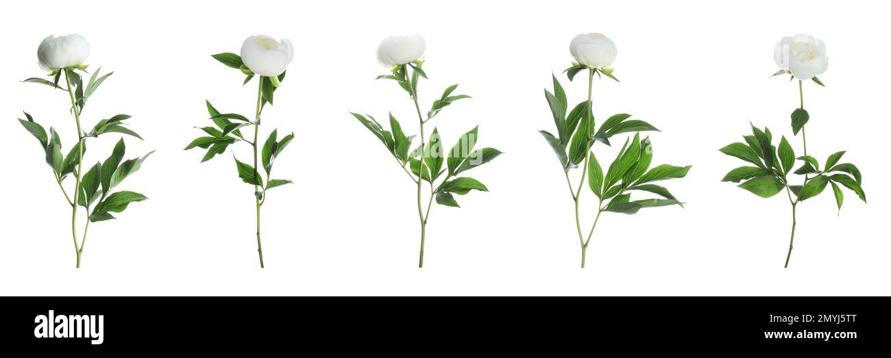 Set of beautiful peony flowers on white background. Banner design Stock ...