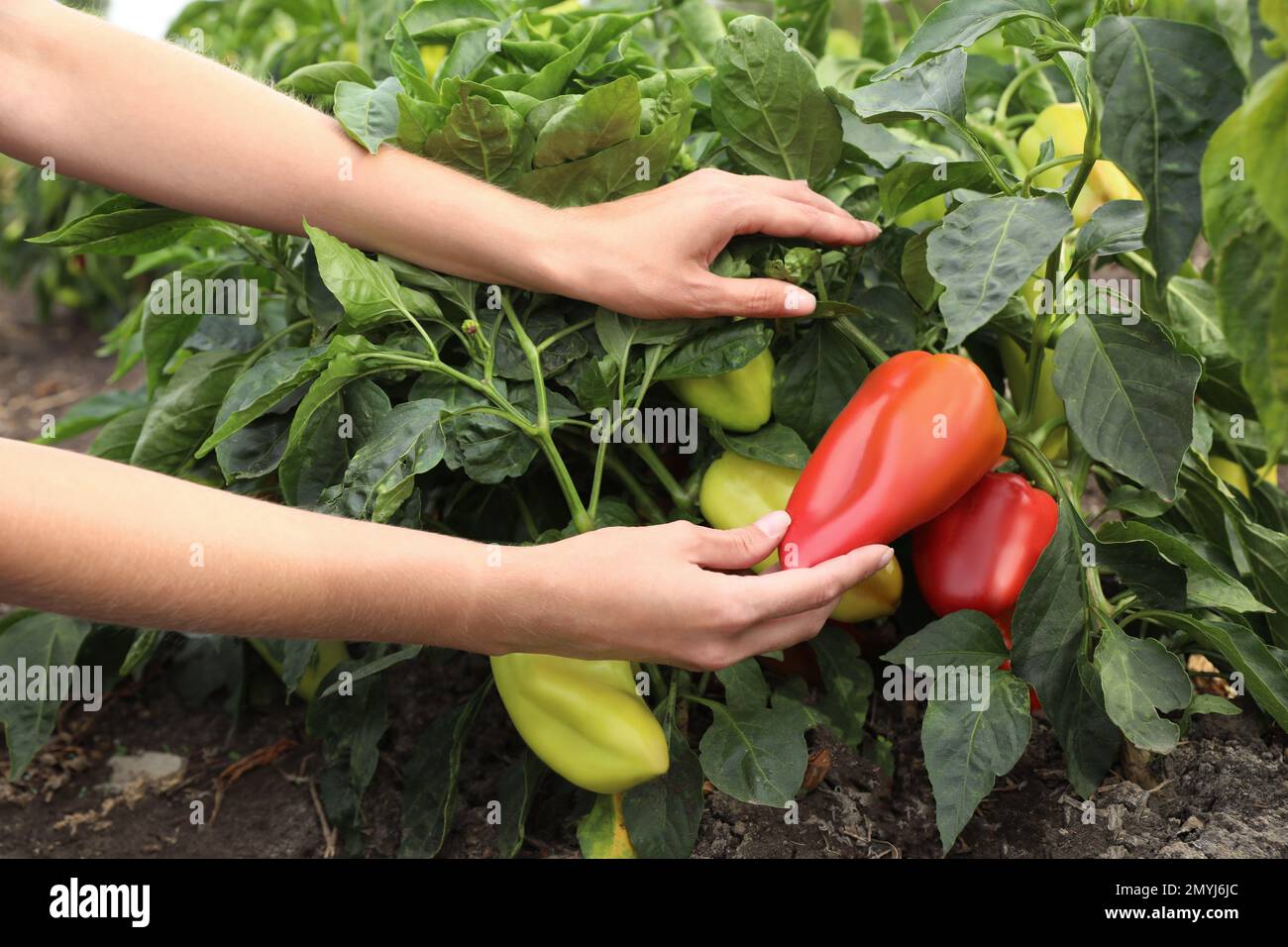 Farmer picking bell pepper from bush in field, closeup. Harvesting time ...