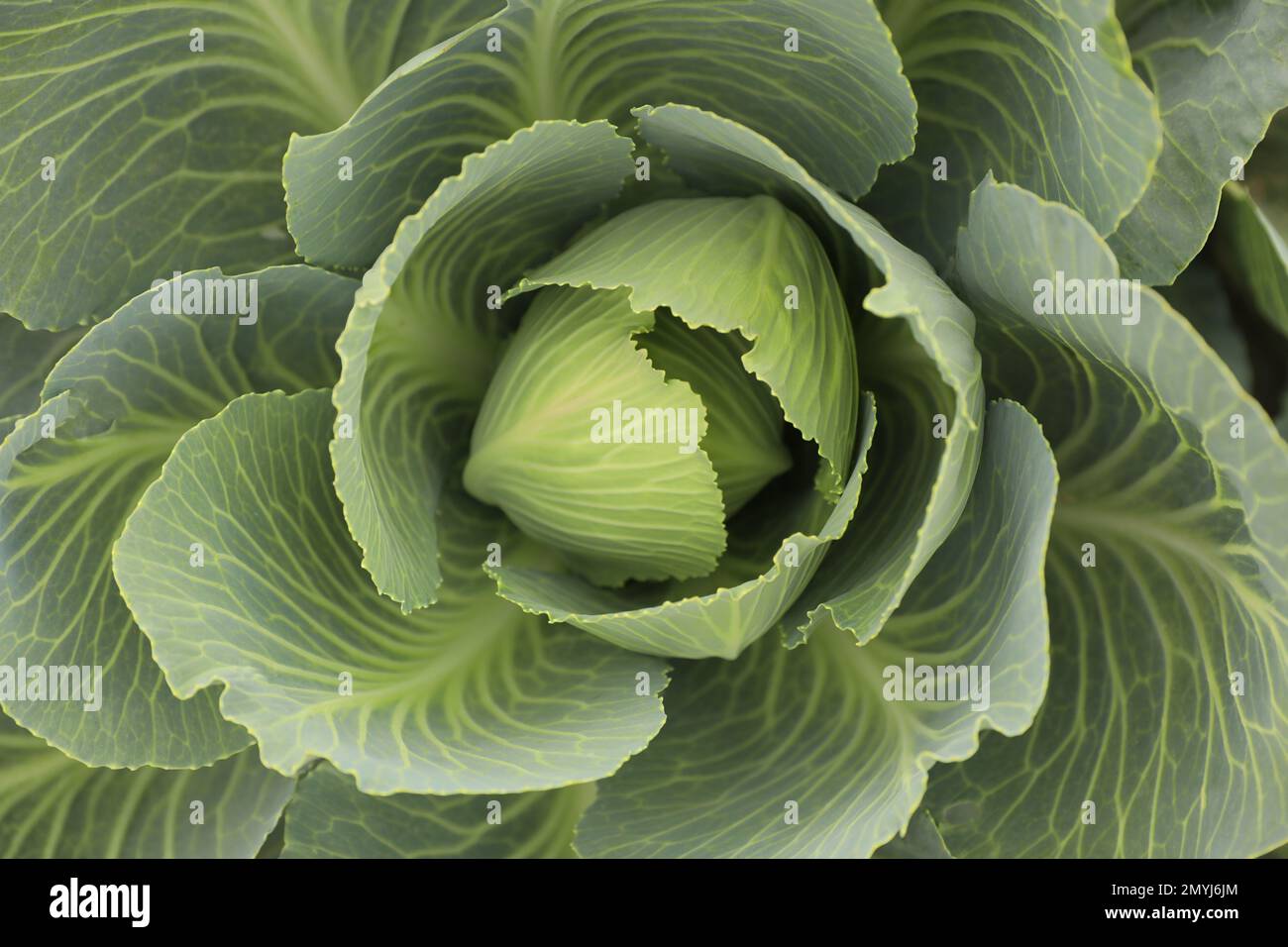 Cabbage as background, top view. Harvesting time Stock Photo - Alamy