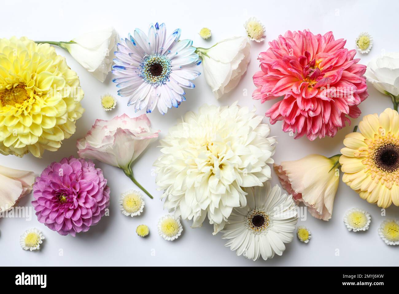 Beautiful dahlia, eustoma and gerbera flowers on white background, flat ...
