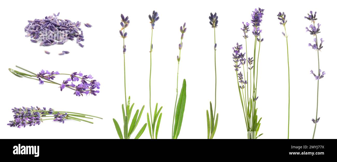 Lavender banner Cut Out Stock Images & Pictures - Alamy