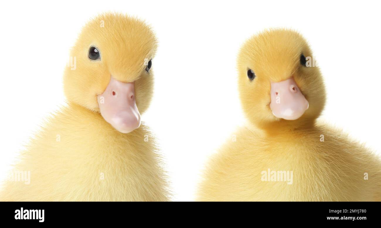 Two cute fluffy ducklings on white background. Farm animals Stock Photo ...