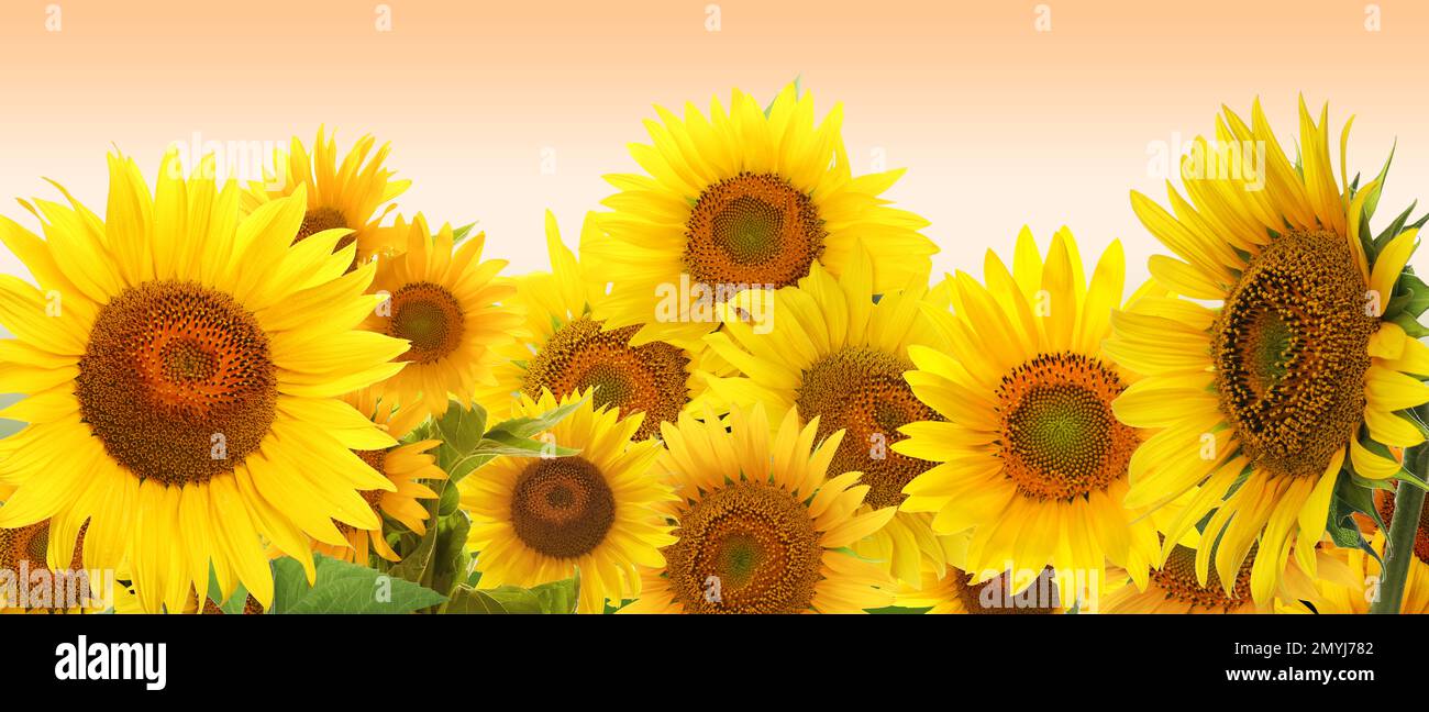 Many bright sunflowers on pale orange background. Banner design Stock ...