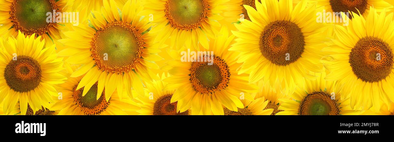 Many bright sunflowers as background. Banner design Stock Photo - Alamy