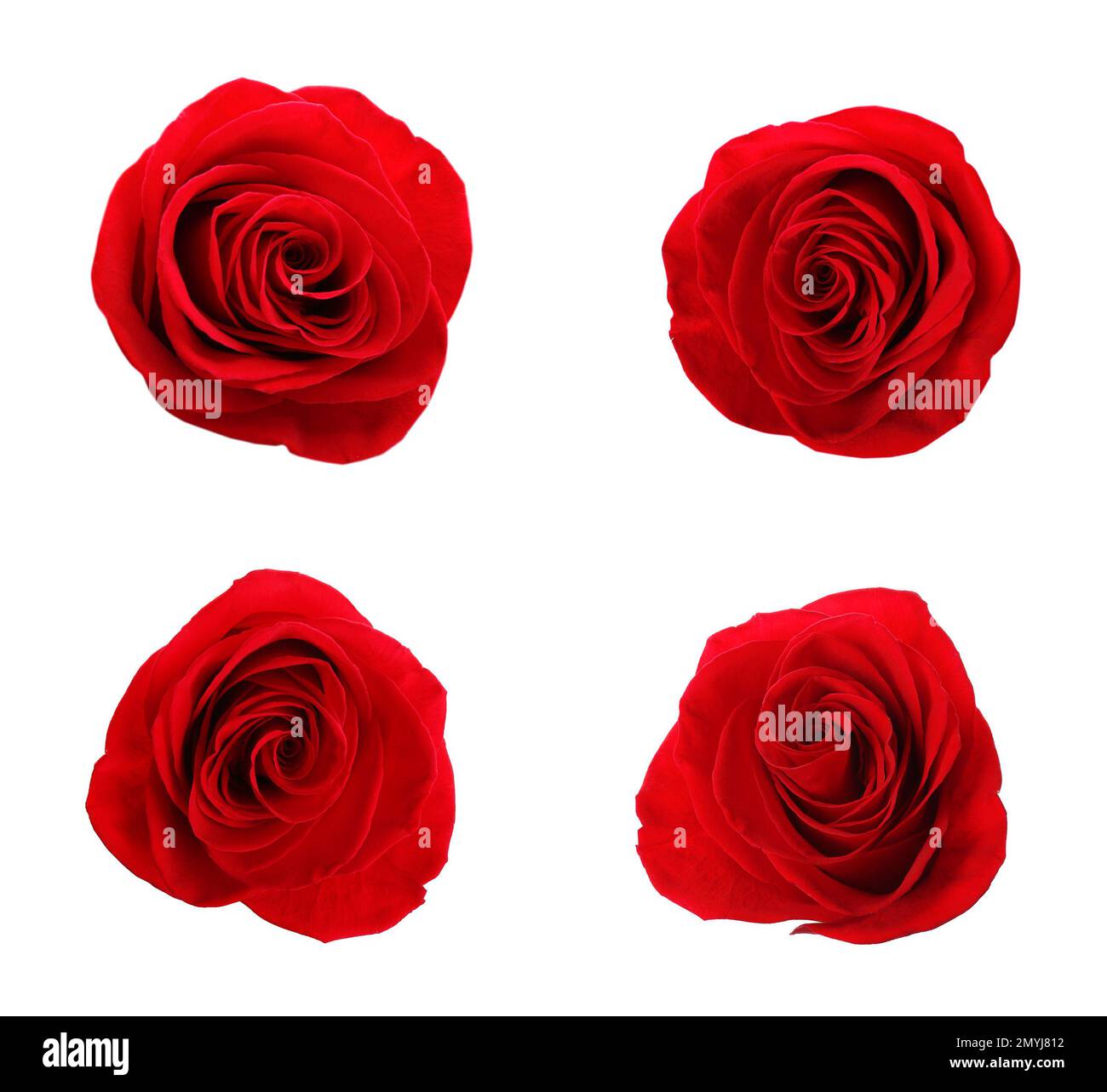 Set of beautiful red roses on white background Stock Photo - Alamy