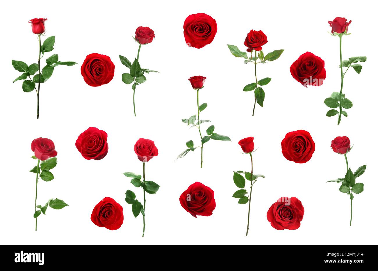 Set of beautiful red roses on white background Stock Photo - Alamy