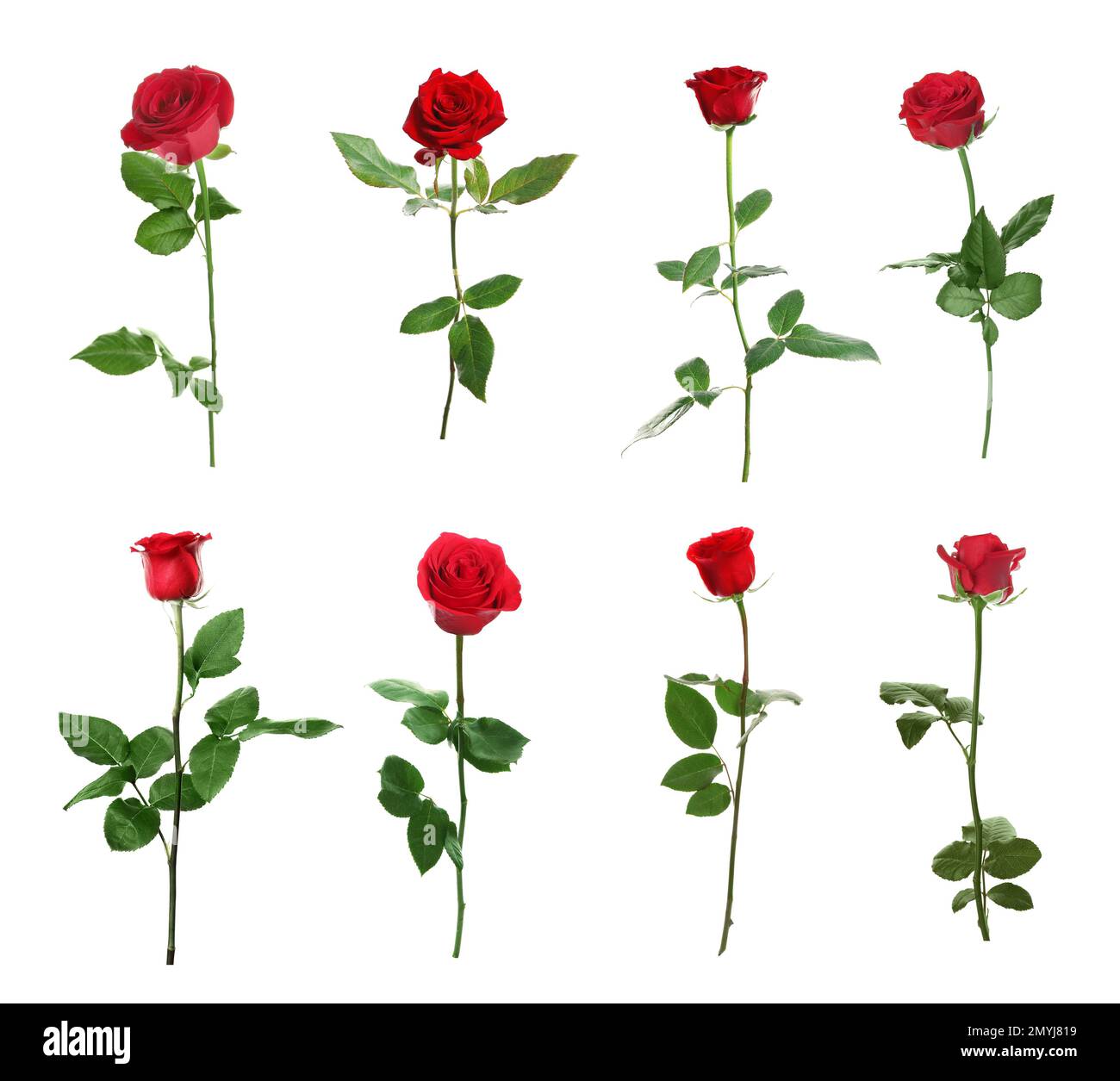 Set of beautiful red roses on white background Stock Photo - Alamy