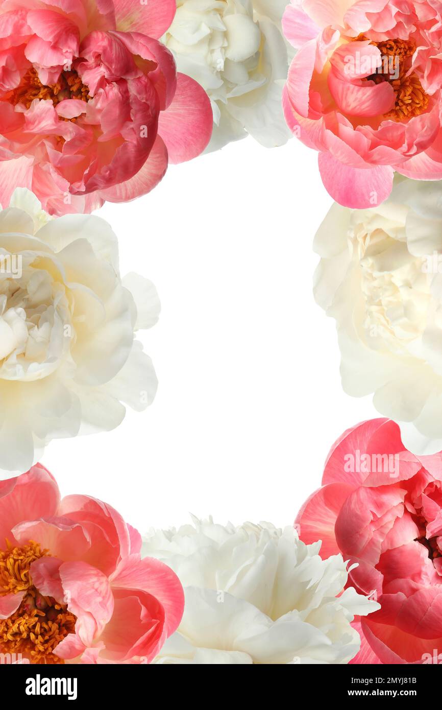 Frame of different beautiful peonies on white background Stock Photo ...