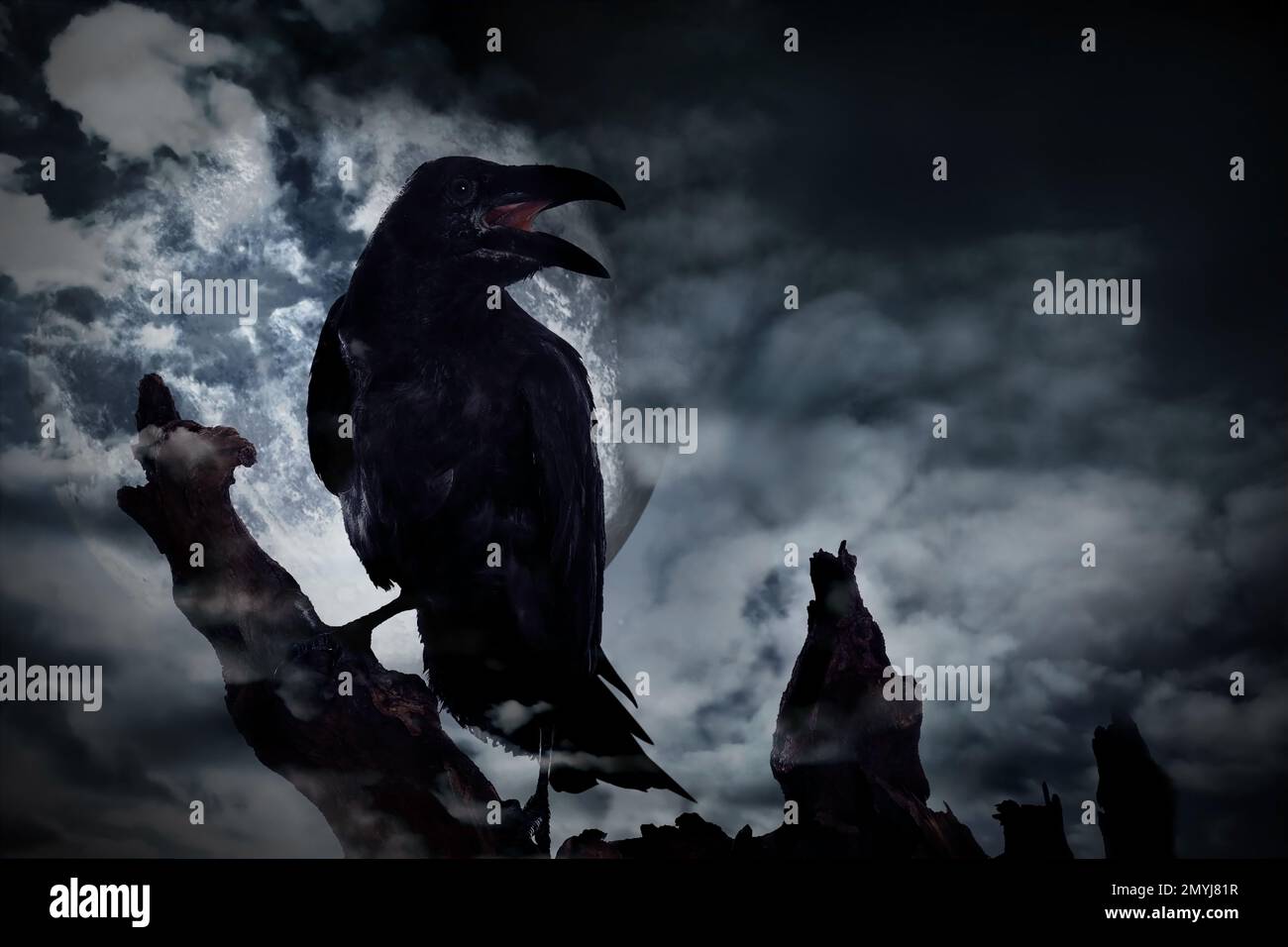 Croaking crow on branch hi-res stock photography and images - Alamy