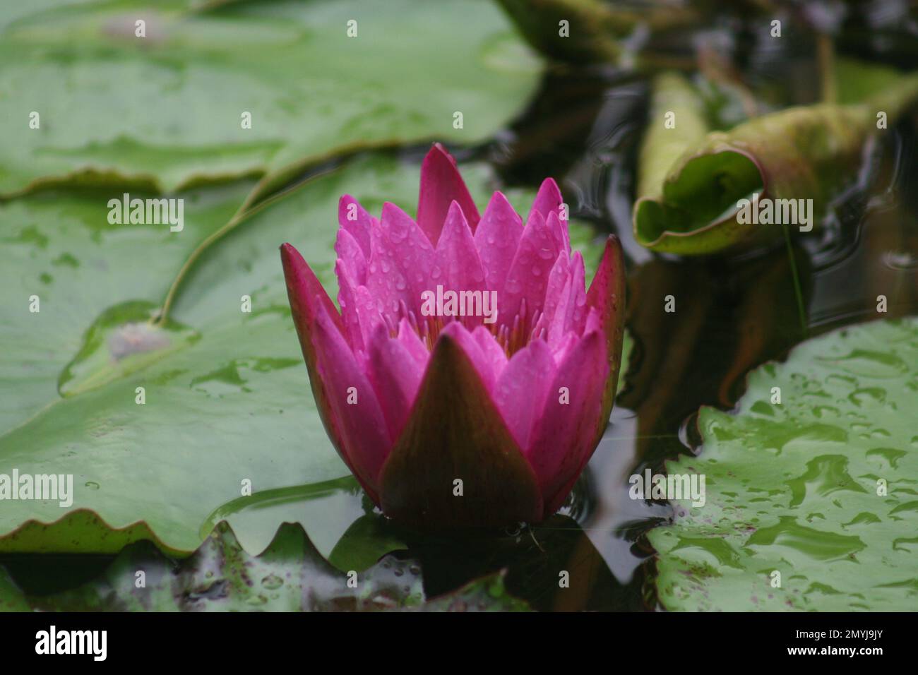 Wild Lotus and raindrops in Francis Park-St. Loouis, Missouri, USA ...