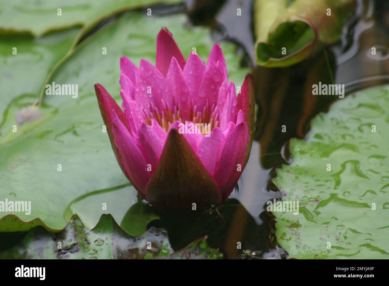 Wild Lotus and raindrops in Francis Park-St. Loouis, Missouri, USA ...