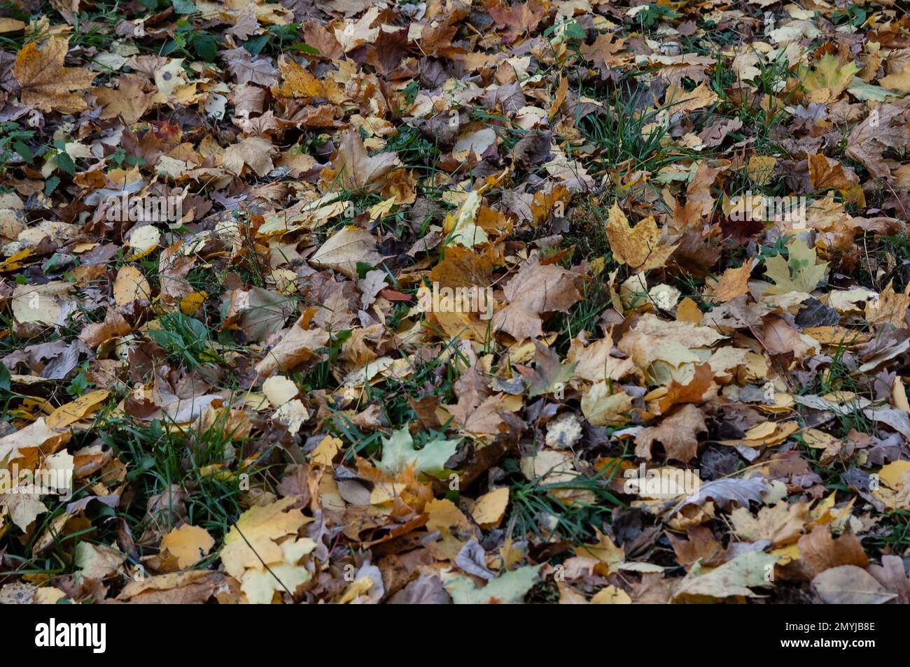 Autumn background: the ground is covered with fallen autumn leaves ...