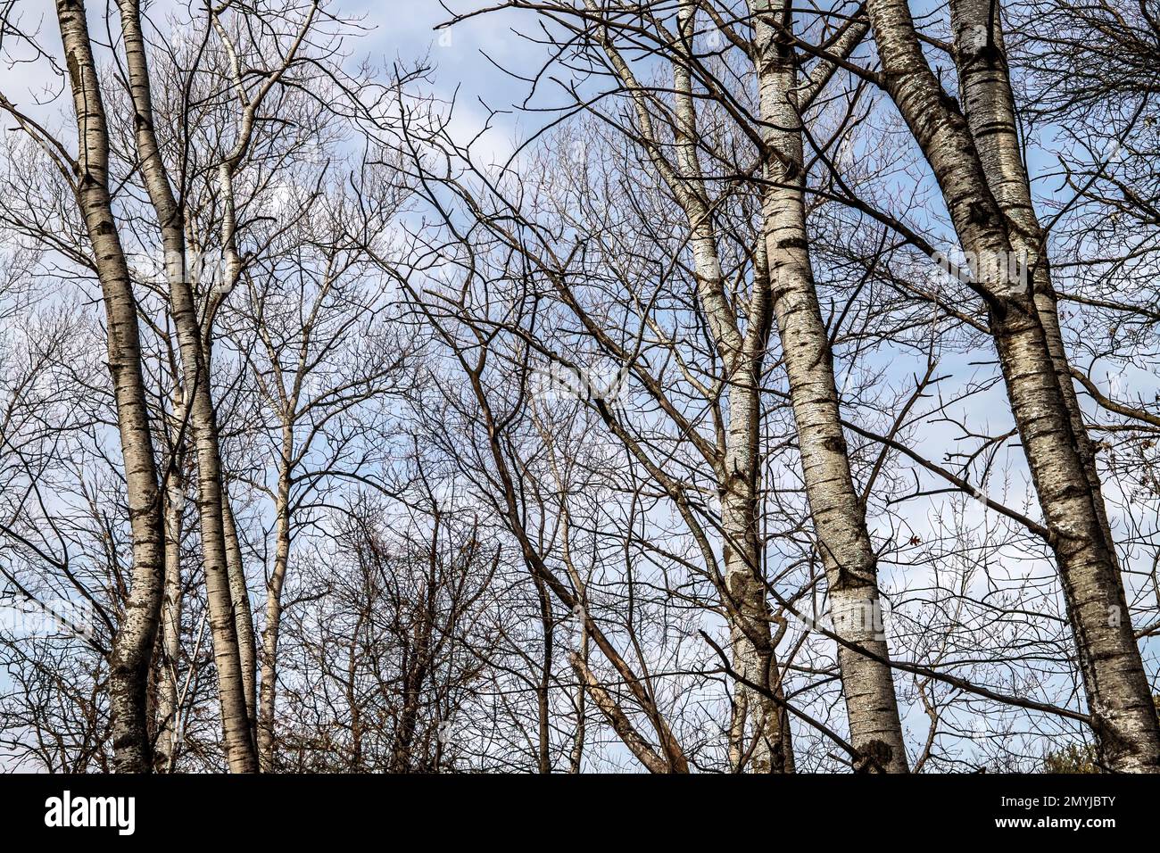 Beautiful birch trees in the woods on a spring day at Pine Point ...