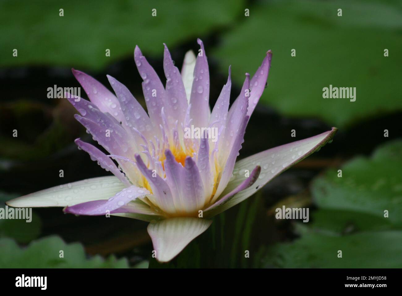 Wild Lotus and raindrops in Francis Park-St. Loouis, Missouri, USA ...