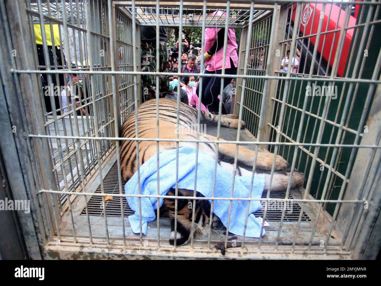 In this Monday May 30, 2016 photo, a sedated tiger lies in a cage at ...