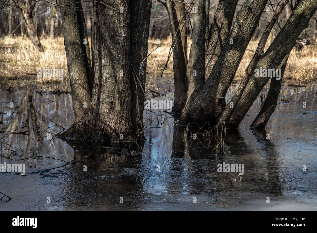 Tree trunks standing in a creek of water at Pine Point Regional Park on ...