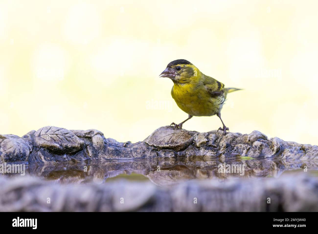 Male Eurasian Siskin [Spinus spinus ] drinking from bird bath Stock ...