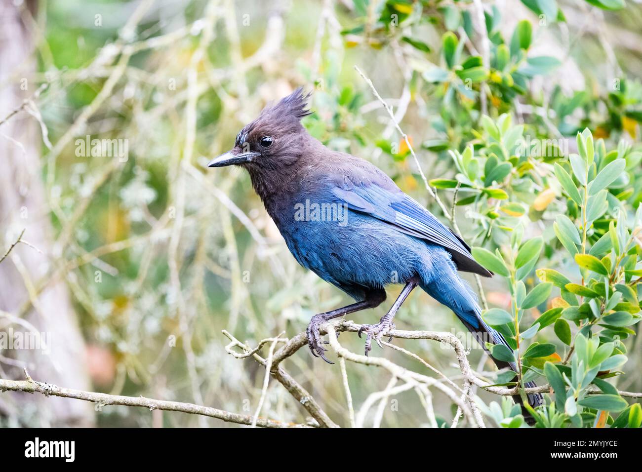 Steller’s jay california hi-res stock photography and images - Alamy
