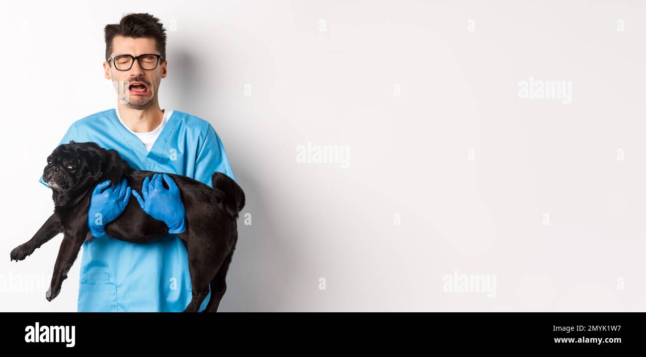 Vet clinic concept. Sad veterinarian holding black pug dog and crying ...