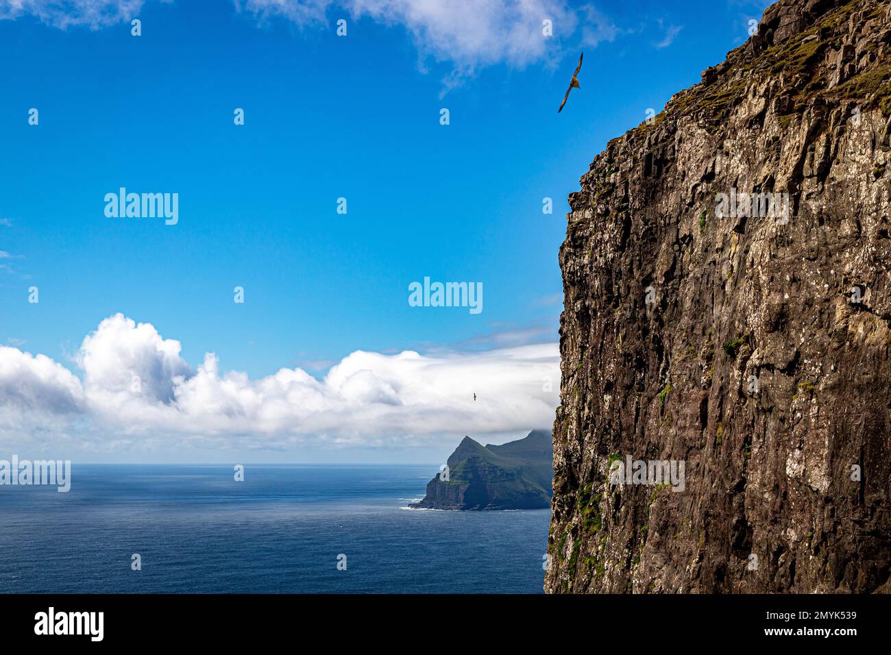 Bird soaring off the cliffs of Vagar near Gasadalur, Faroe Islands on a ...