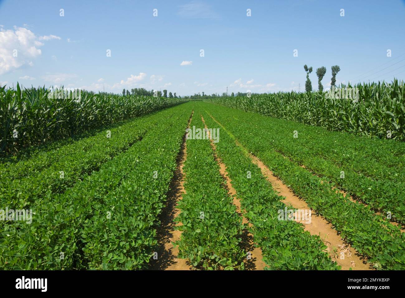 Pastoral scenery hi-res stock photography and images - Alamy