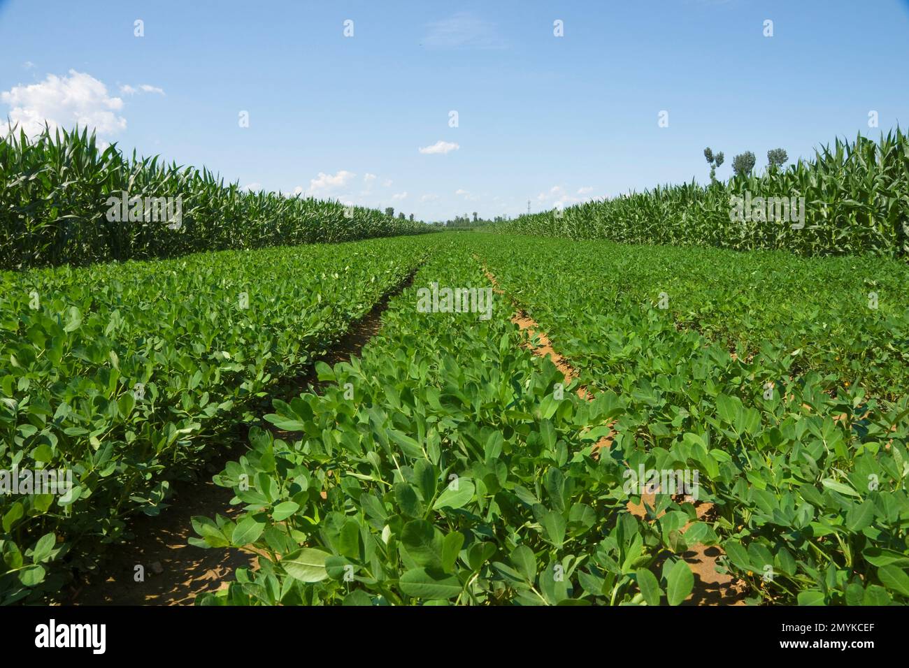 Pastoral scenery hi-res stock photography and images - Alamy