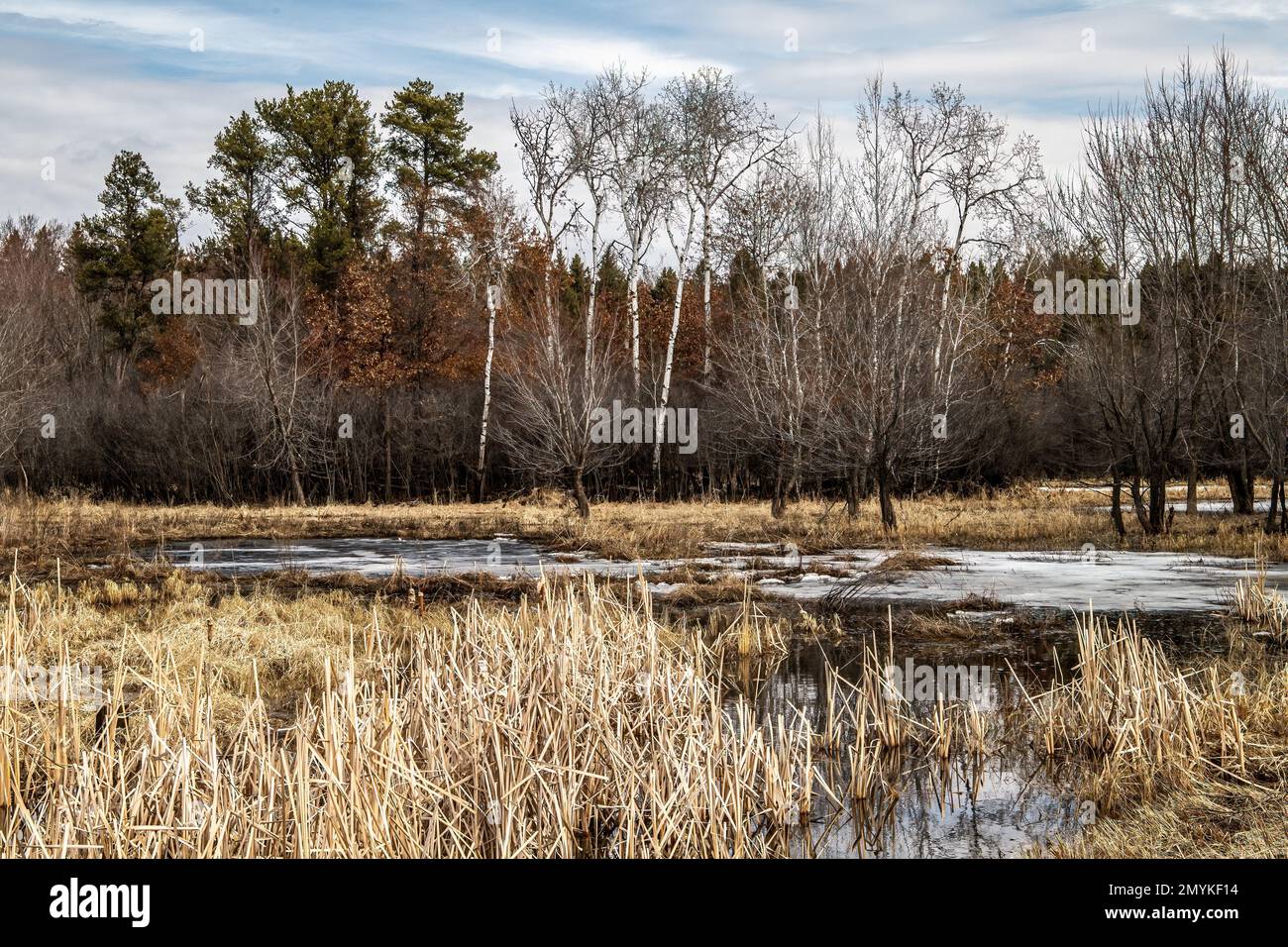 Wetland in the springtime at Pine Point Regional Park in Stillwater ...