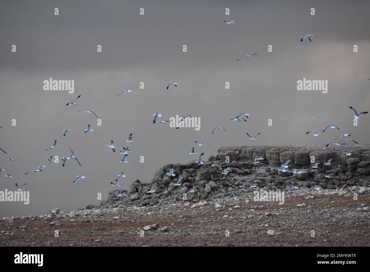 Gulls fly over the dry and rocky beach along the Tigris River in Iraq ...
