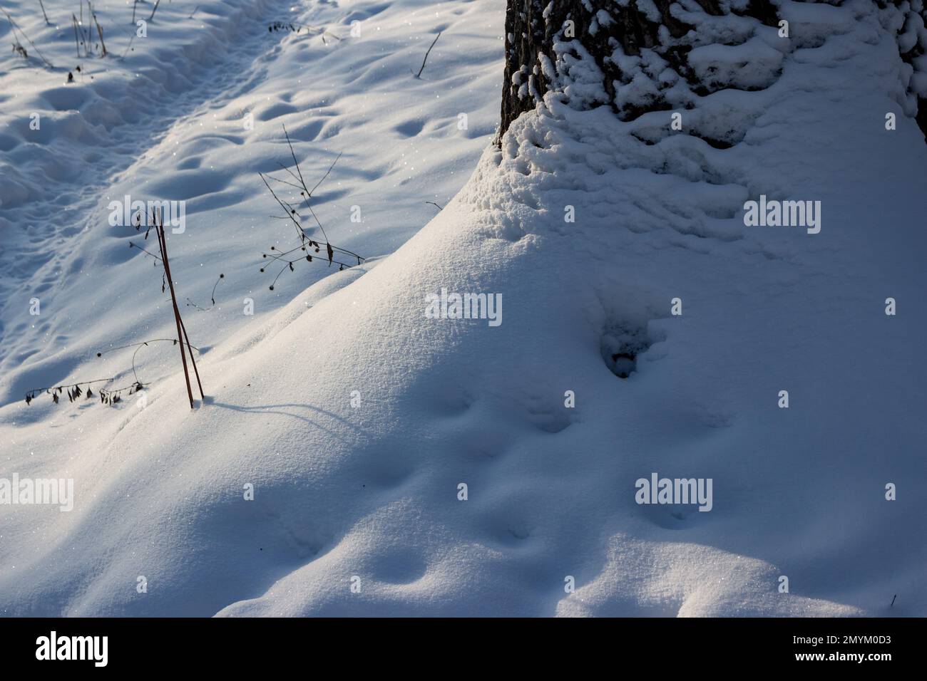 Pure white snow covered the ground and trees Stock Photo - Alamy