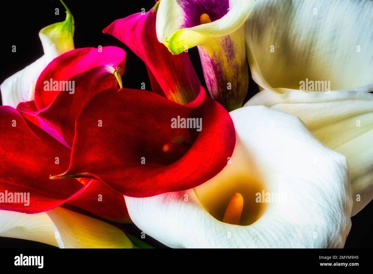 Bouquet calla lily flowers hi-res stock photography and images - Alamy