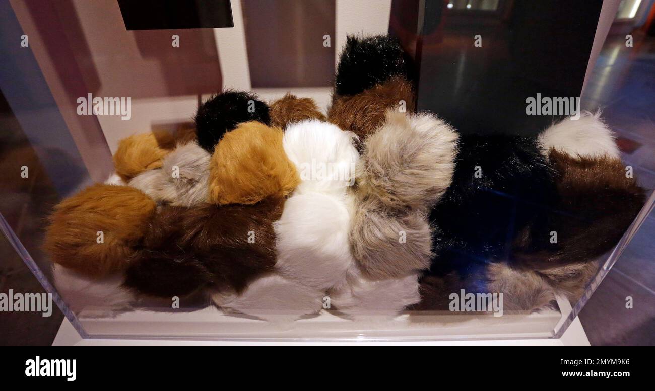 In this photo taken Wednesday, May 18, 2016, a display of tribbles ...