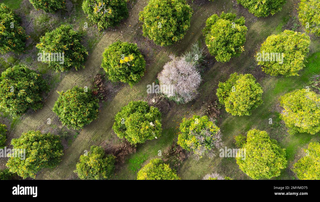Orange Tree Cultivated Plantation Man Made Ecosystem Aerial Top Down ...