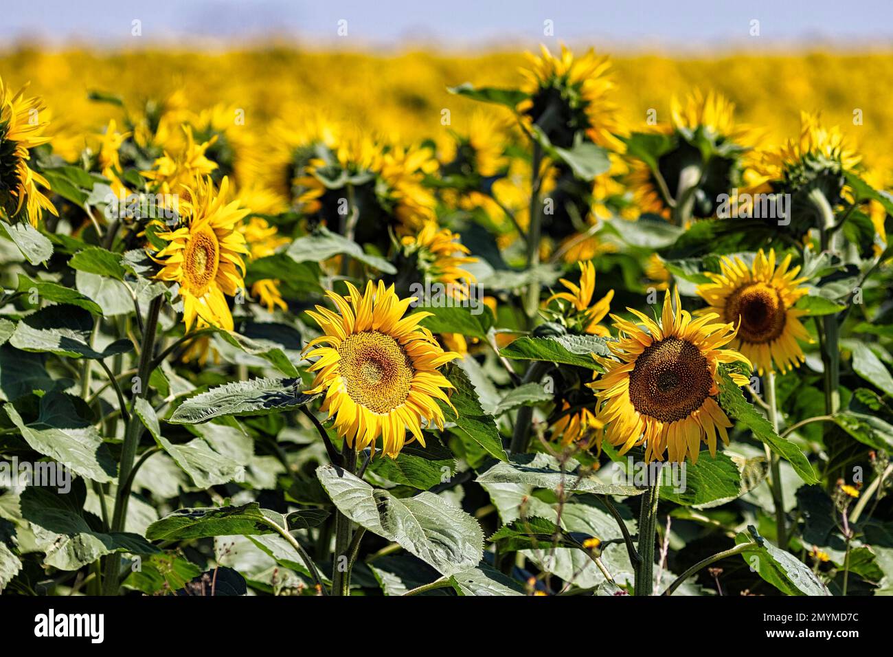 Sunflower field, Aquitaine, France, Europe Stock Photo - Alamy