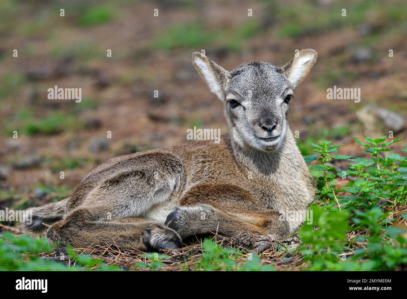 European mouflon (Ovis ammon musimon), young animal, captive, North ...