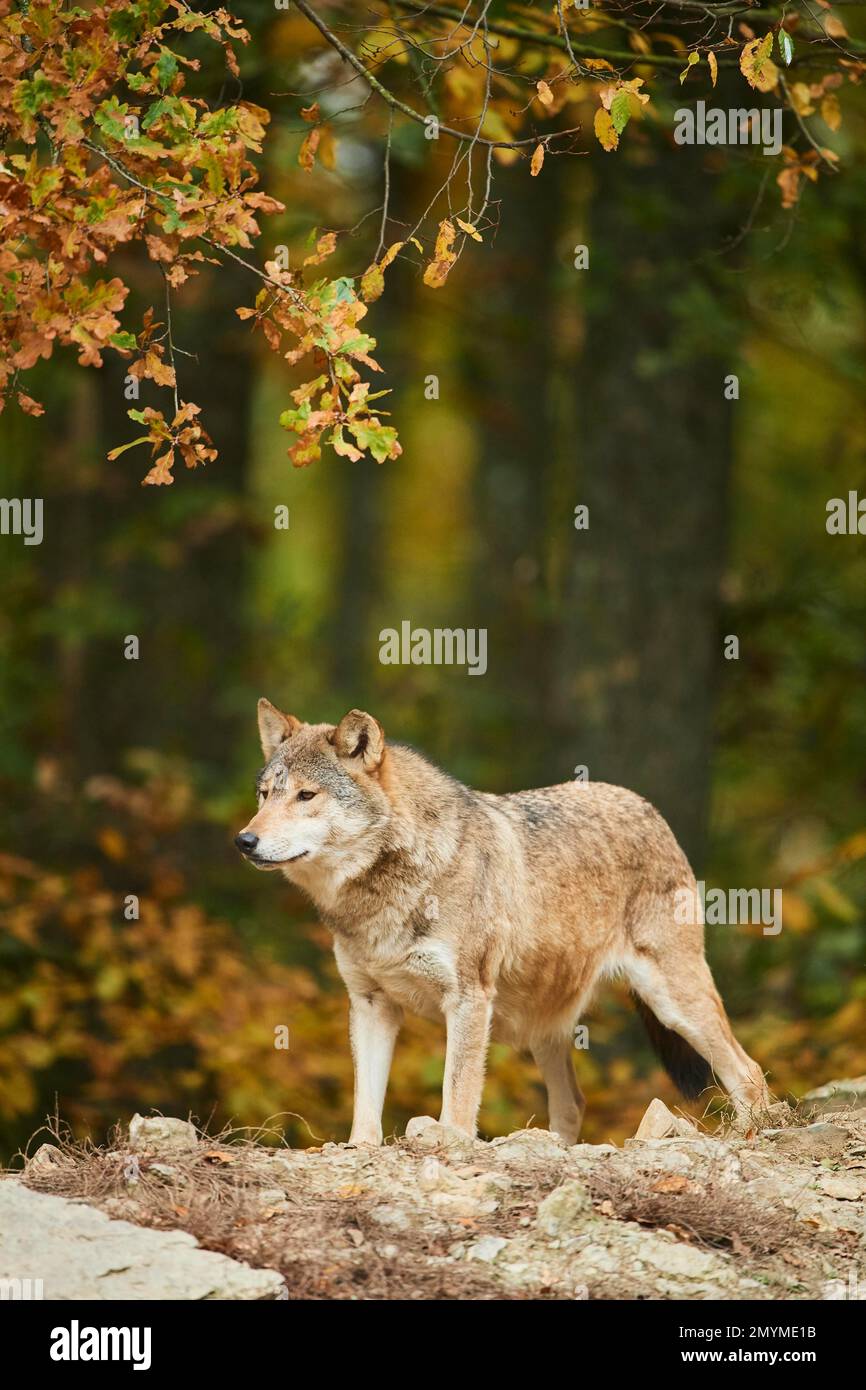 Eastern wolf (Canis lupus lycaon) standing on a hill, Bavaria, Germany ...