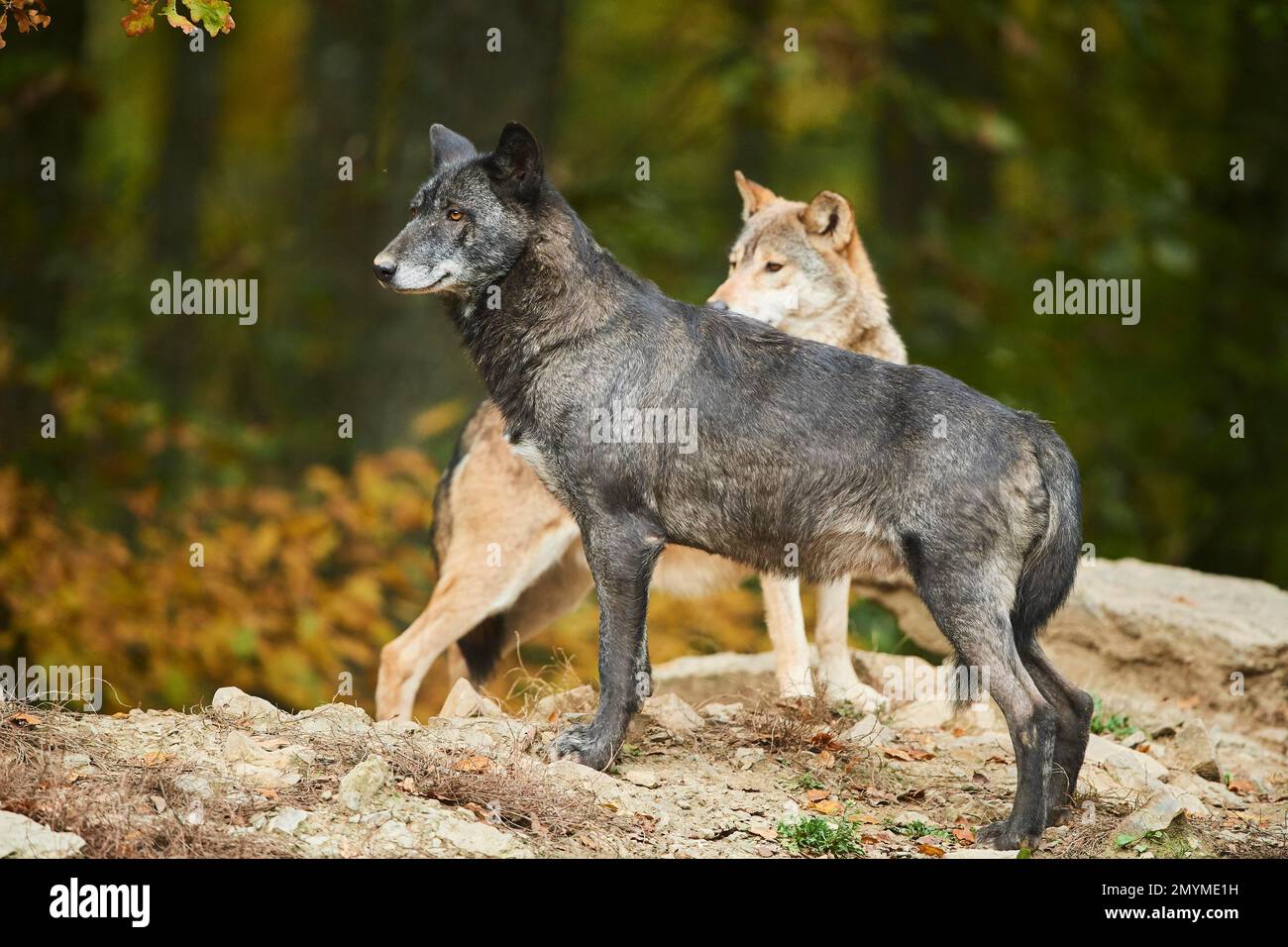 Eastern wolf (Canis lupus lycaon) standing on a hill, Bavaria, Germany ...