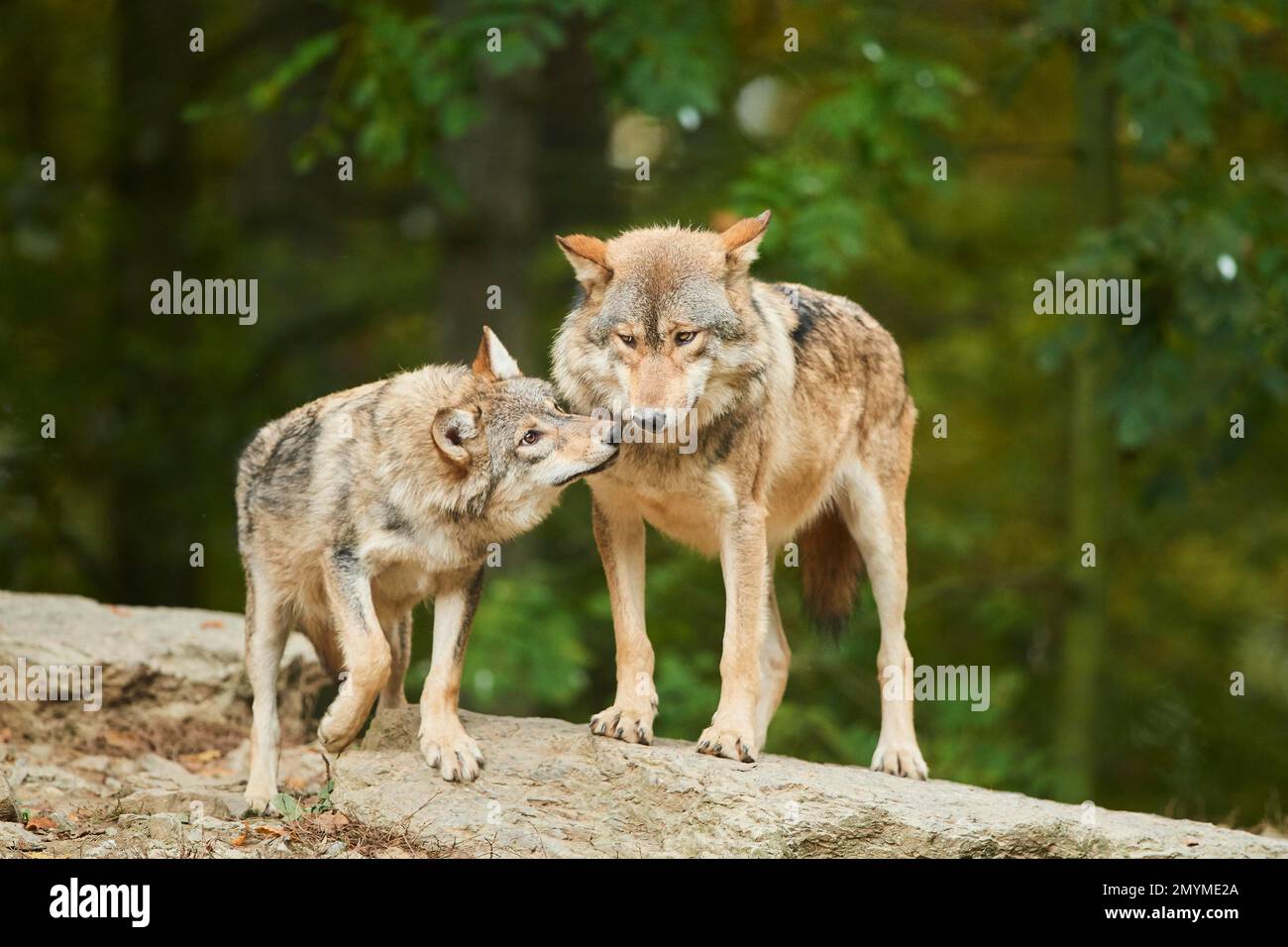 Eastern wolf (Canis lupus lycaon) standing on a hill, Bavaria, Germany ...