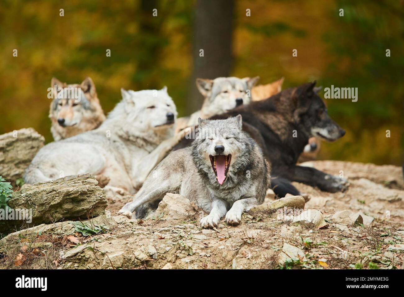 Eastern wolf (Canis lupus lycaon), pack, lying on a hill, Bavaria ...
