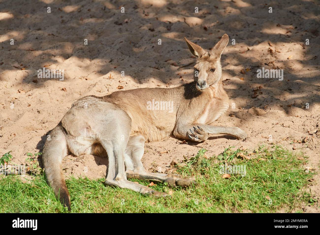 Eastern grey kangaroo (Macropus giganteus), lying on the ground ...
