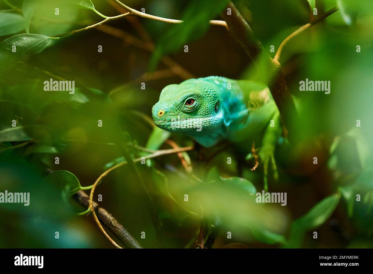 Central Fijian banded iguana (Brachylophus bulabula) in a shrub ...