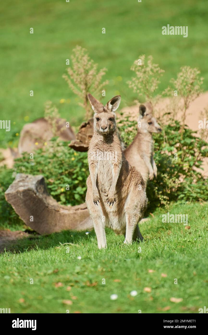 Eastern grey kangaroo (Macropus giganteus), standing on the meadow ...