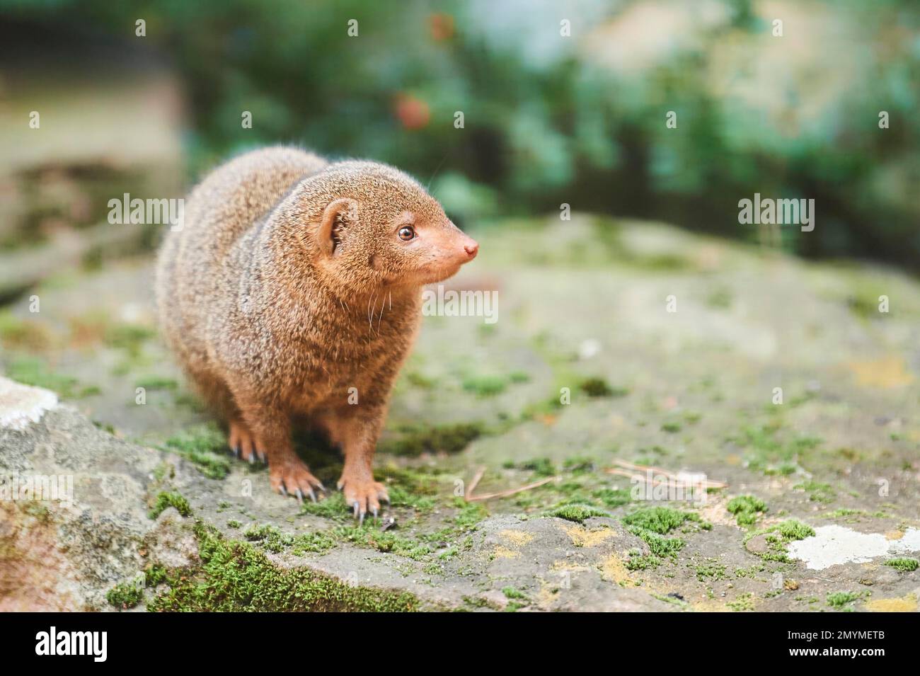 Dwarf Mongoose