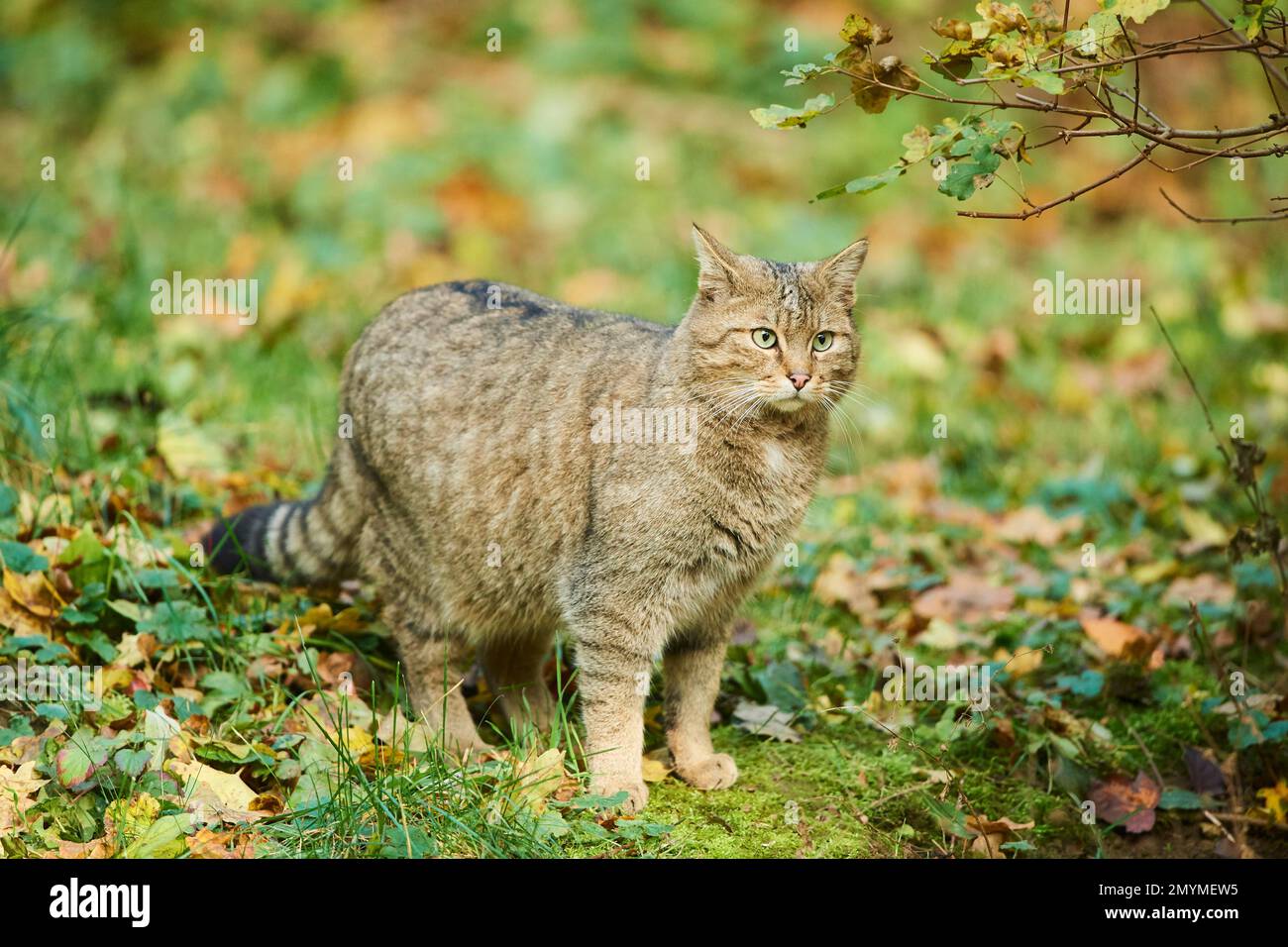 European wildcat (Felis silvestris) standing on a meadow, Bavaria ...